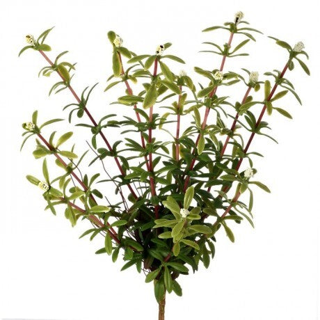 White Flowering Moss Plant - 10" — bfearless. at HOME