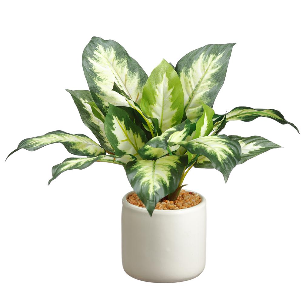 Dieffenbachia Plant in White Pot - 10" — bfearless. at HOME